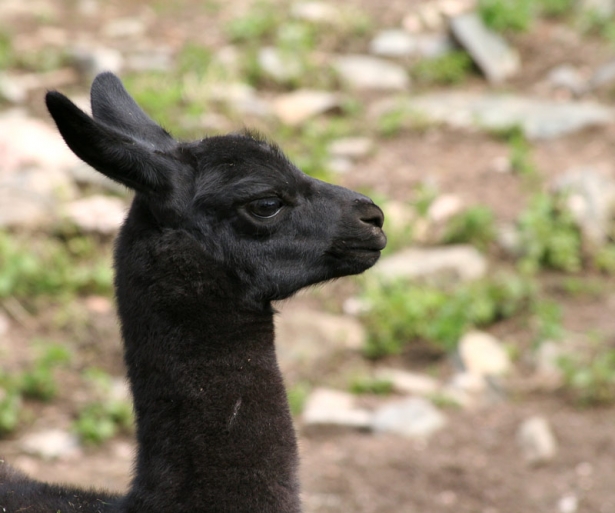 Lama | Bilder och fakta